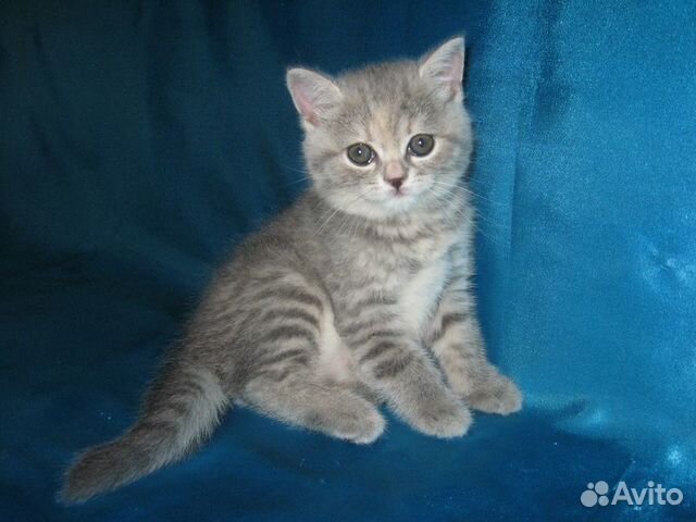 Кошечка британка