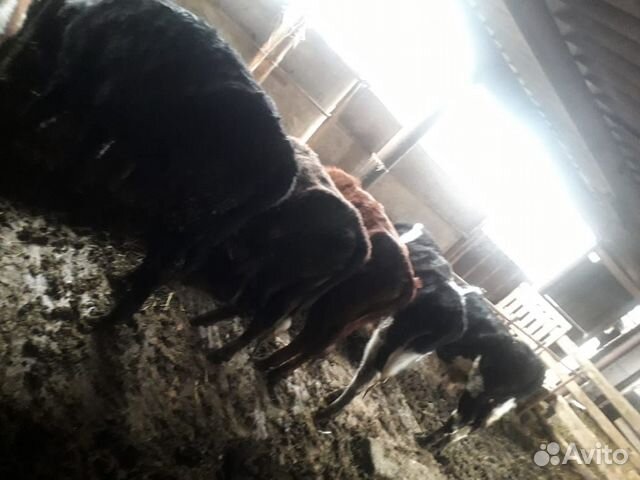 Телки бычки корова