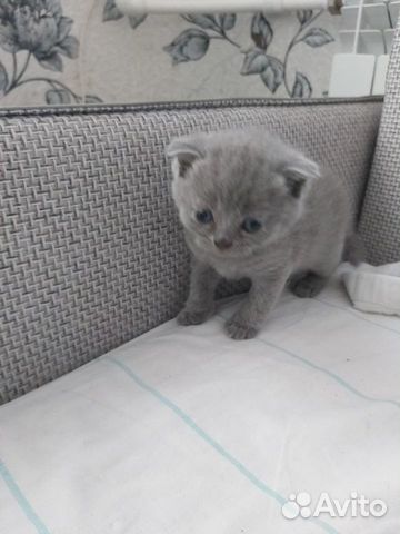 Британские короткошерстные котята