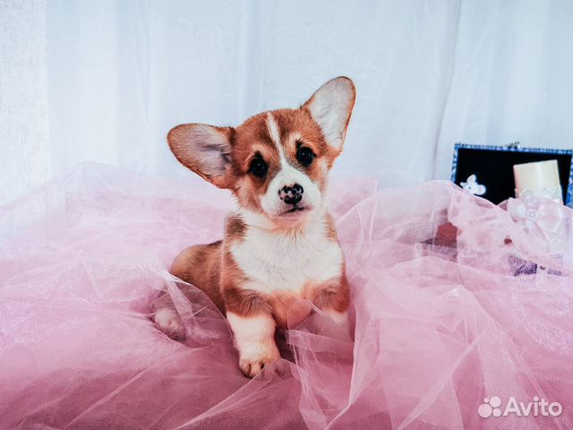 Лучший подарок на день всех влюбленных