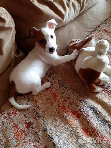 Шикарный мальчик джек-рассел