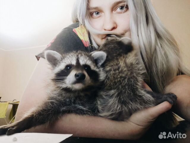 Ручные еноты, 3 месяца