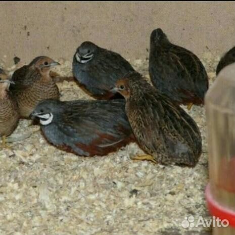 Расписной перепел