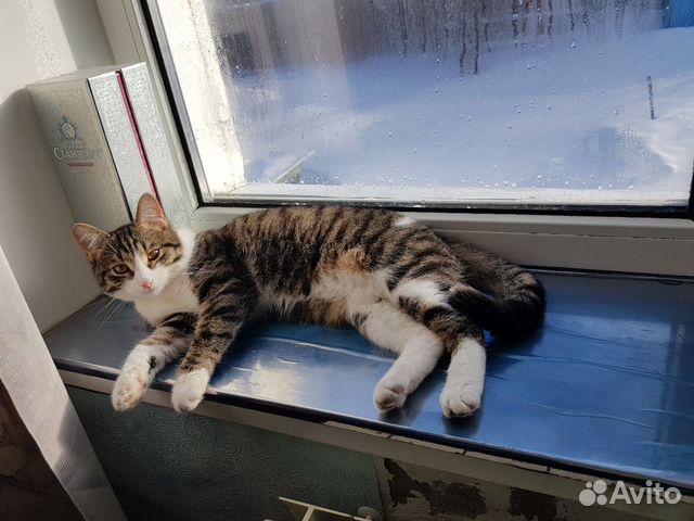 Котенок в добрые руки