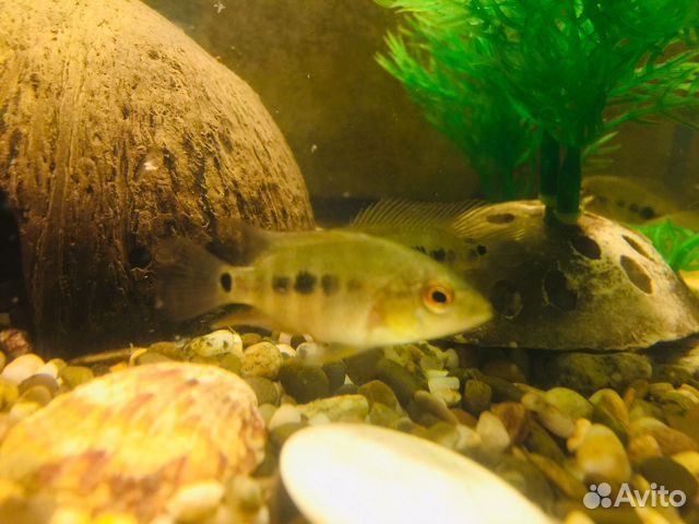 Цихлиды лабиатумцихлозома