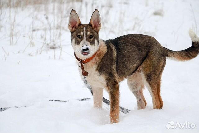 Лего - метисик малыш в дар