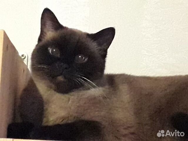 Коты вязка британец