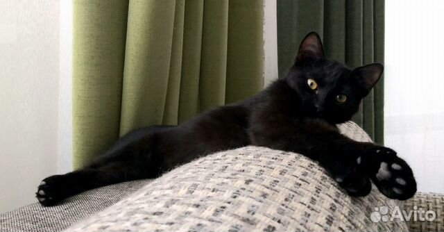 Мур-мяу-котенок:)