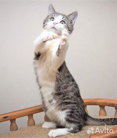 Сашенька в дар в добрые руки