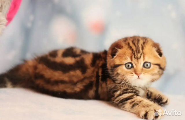 Лиловое чудо мрамор на золоте