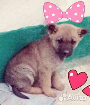 Щенок- малышок в добрые руки