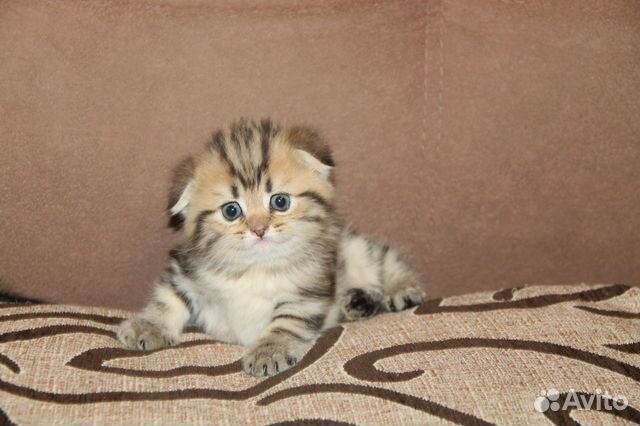 Котики и кошечки