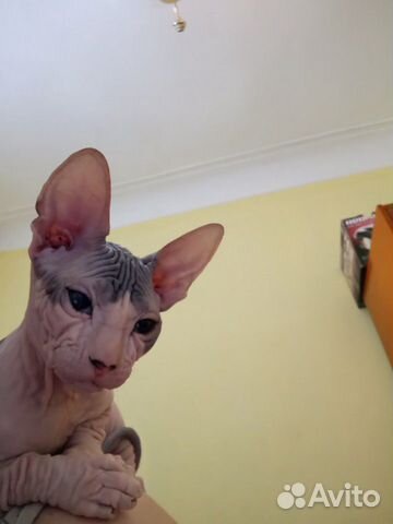 Донские сфинксята