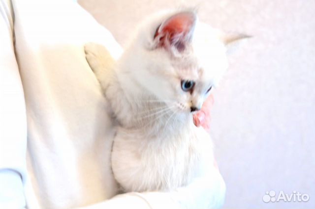 Шотландский шиншилленок