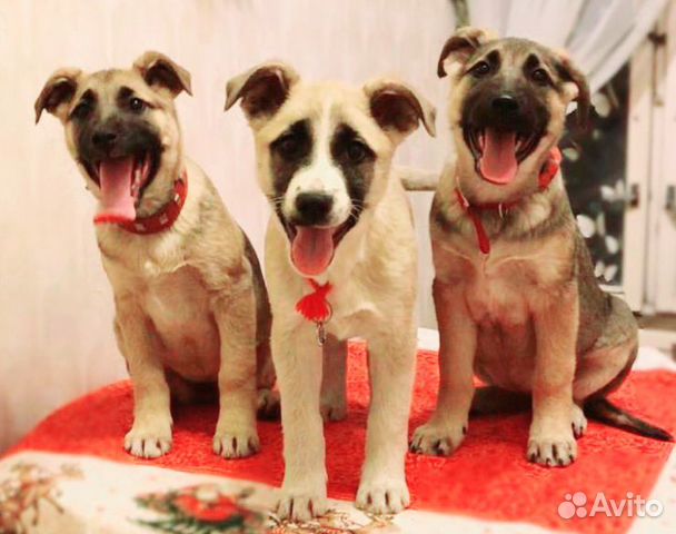 Щенки ищут своего человека