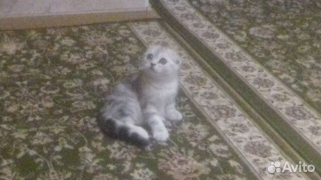 Продам шотландского вислоухого котенка