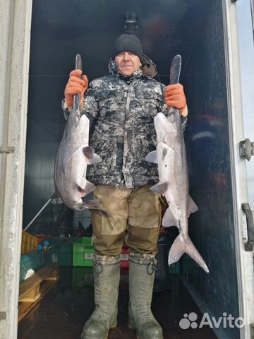 Живая Рыба для зарыбления водоемов и прудов. раки