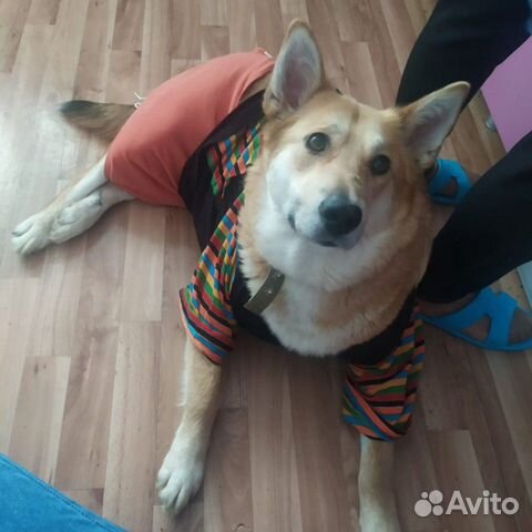 Собака Лера