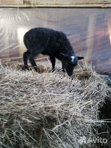 Продаём ягнят