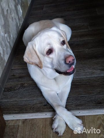 Лабрадор для вязки