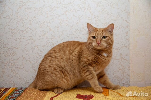 Ищем дом огненно-рыжей красотке Янтарине