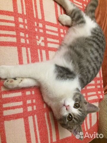 Котята в добрые руки, метис шотландца, бесплатно