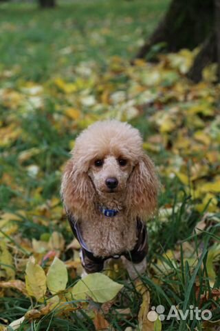 Карликовый пудель. Вязка