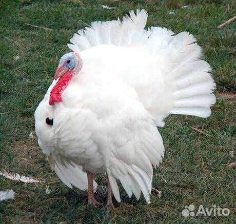 Индюшата Хайбрид Конвертер