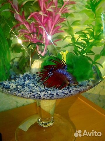 Аквариум рюмка, 1,7 и 5 л