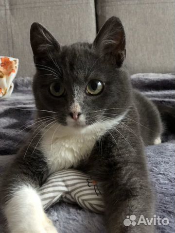 Зеленоглазый красавец