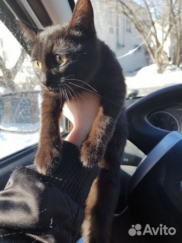 Хозяин найдись, новый или старый