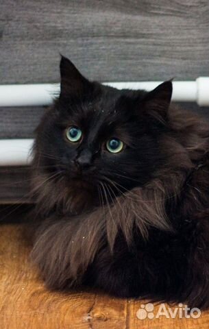 Кот ищет дом