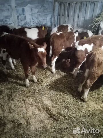 Бычки сименталы возраст три месяца