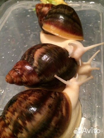 Архахатина сп Бенин