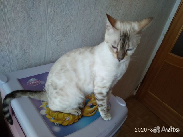 Снежная бенгальская кошечка