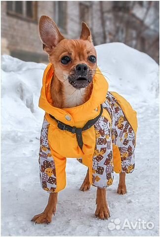 Вязка чихуахуа. Мальчик 4 года г. Самара