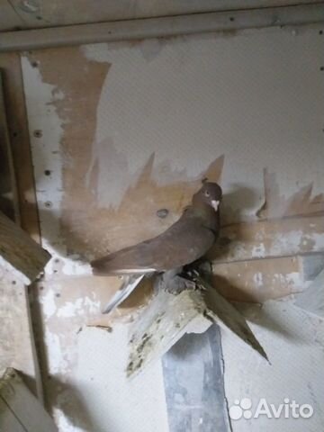 Андижанские голуби Челябинск