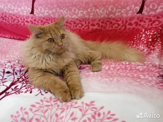 Симба, 10 месяцев, кастрированный