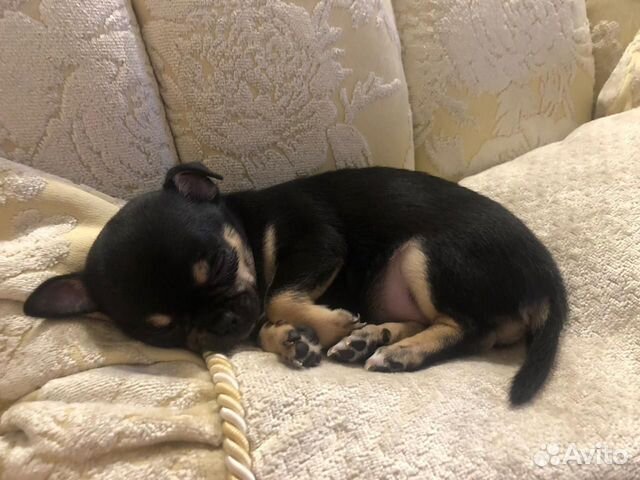 Щенок чихуахуа