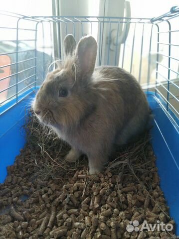 Отдадим в добрые руки кролика