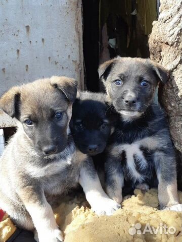 Малыши, будущие охранники и друзья