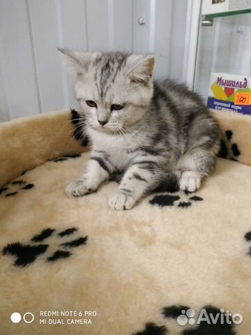 Шотландская мраморная крошка