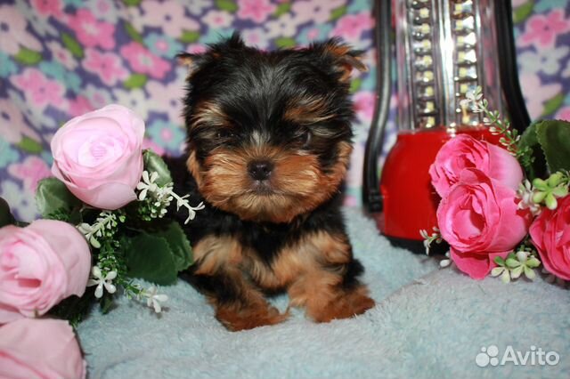 Беби-фейс мальчик, чудо красавчик 2 мес