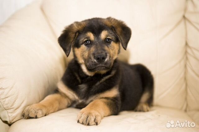 Шикарный щенок мальчик