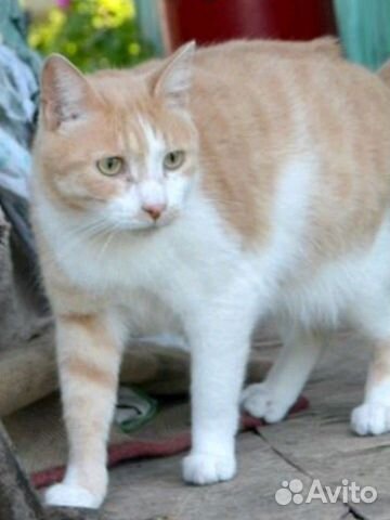 Котик Абрикосик в хорошие руки