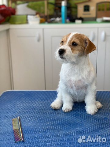 Щенки джек расселл терьера