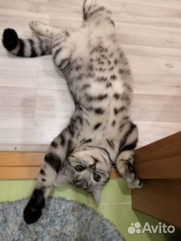 Домашний короткошерстный шотландский кот Вязка