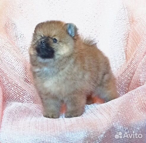 Шпиц-Пушистик на счастье