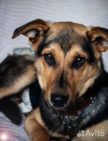 Красавица Элис