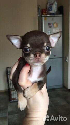 Чихуахуа - шоколадный малышок